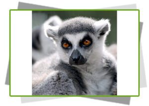 Animal Gallery - Thorni Ridge Exotics