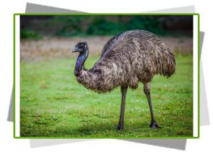 Animal Gallery - Thorni Ridge Exotics