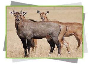 Animal Gallery - Thorni Ridge Exotics