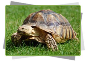 Animal Gallery - Thorni Ridge Exotics